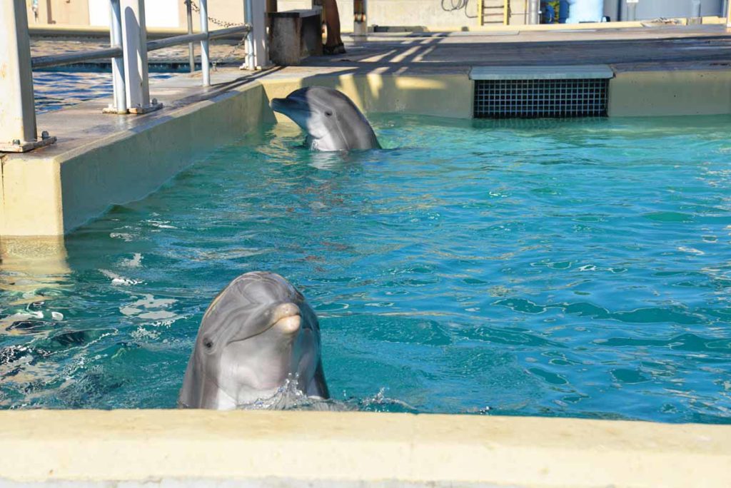 SeaWorld Overnight Program for Scouts & Groups | Greater Houston Moms