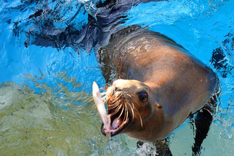 SeaWorld Overnight Program for Scouts & Groups | Greater Houston Moms