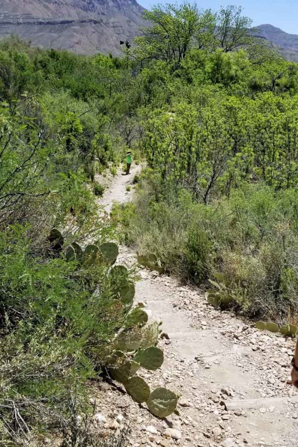 Big Bend Park Easy Hikes: Mule Ears, Lower Burro Mesa, Sam Nail ...