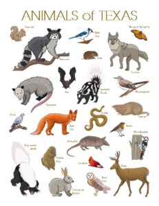 Beautiful 'Animals of Texas' Printable FREE for You! | Greater Houston Moms