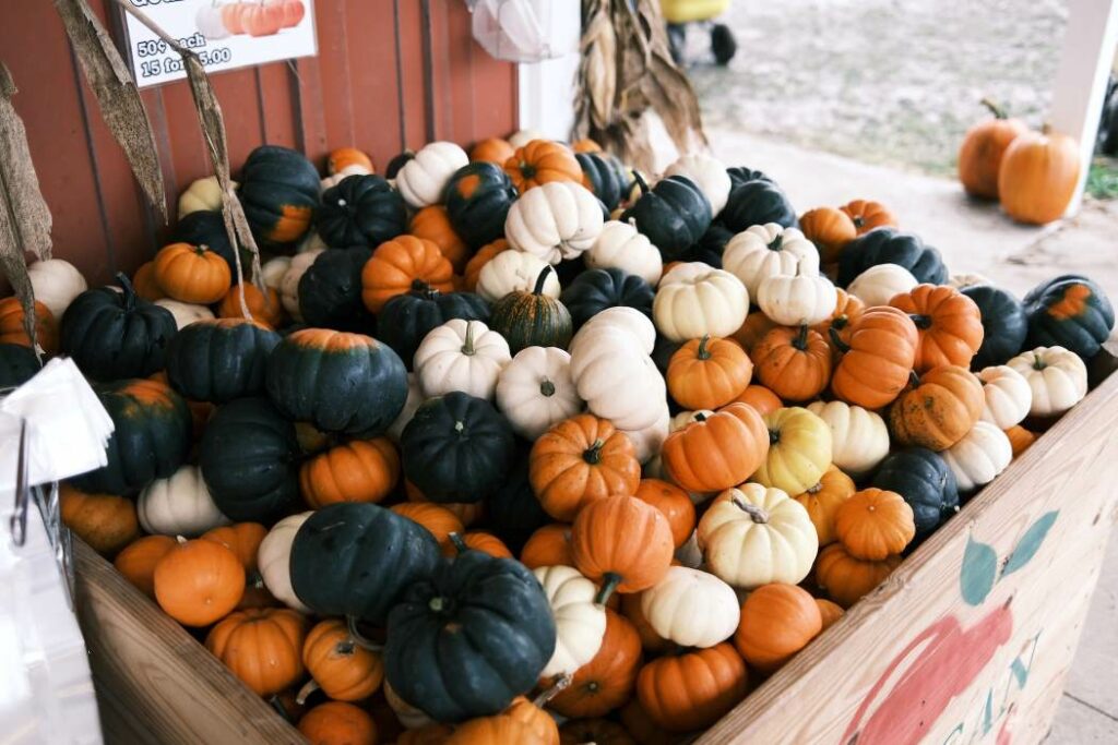 OCT 01-31 | Oil Ranch Fall Season & Pumpkin Patch (Hockley) | Greater ...