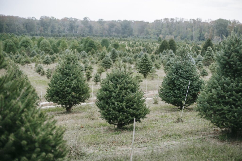 Best Christmas Tree Farms Near Houston | Greater Houston Moms