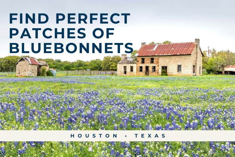 Houston's Hidden Gems: Where to Capture Stunning Photos in the ...